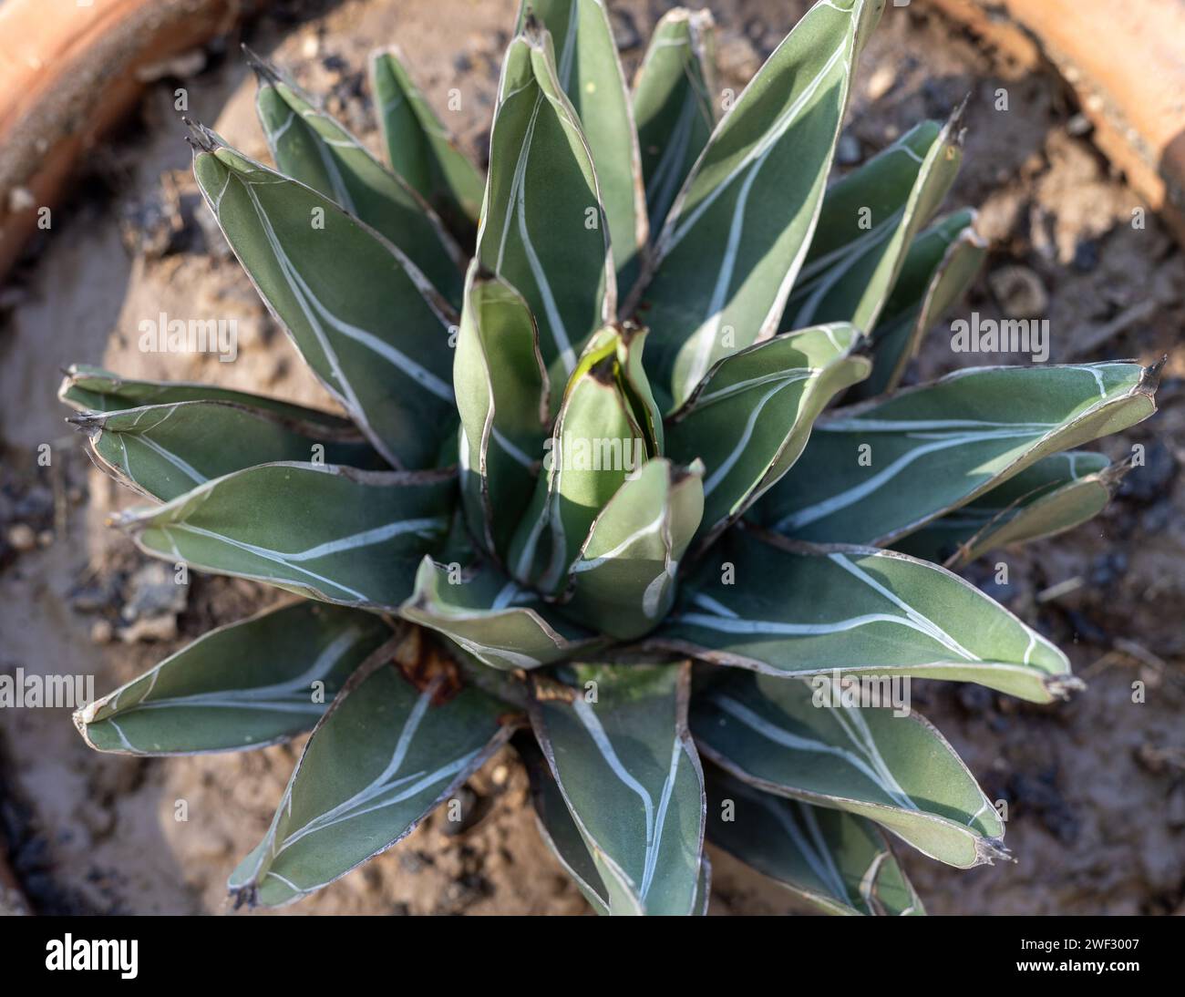 King of agaves hi-res stock photography and images - Alamy