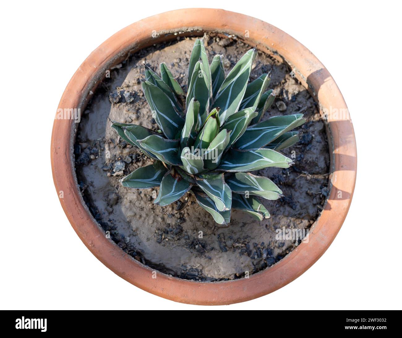 Victoria agave Cut Out Stock Images & Pictures - Alamy