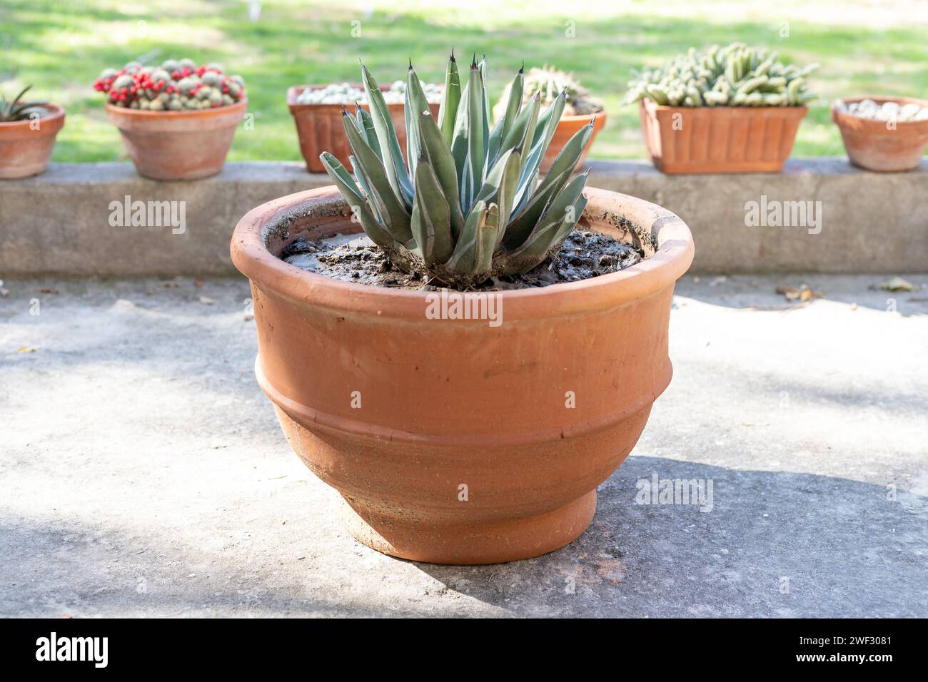 King Agave plant in a large clay pot Stock Photo - Alamy