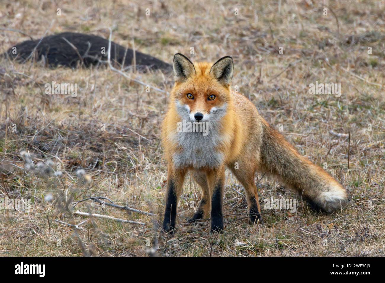 curious wild red fox looking at the camera (Vulpes vulpes), full length ...