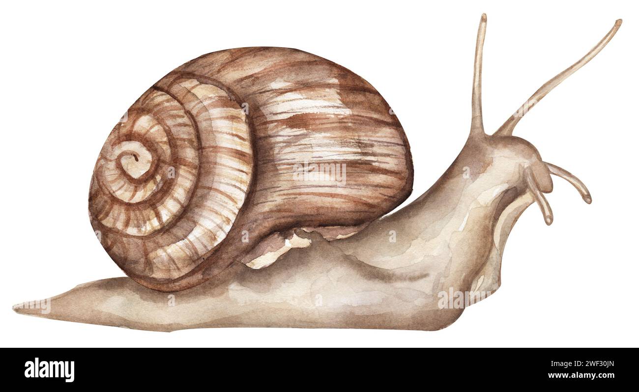 Watercolor snail illustration, graphic insect clipart Stock Photo - Alamy