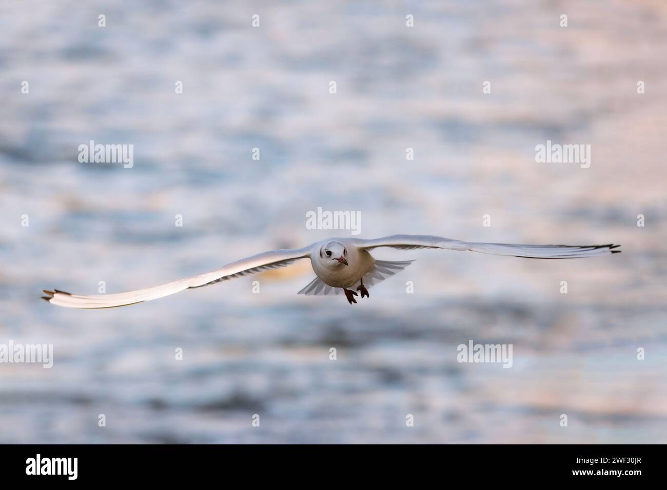 Flying towards camera hi-res stock photography and images - Alamy