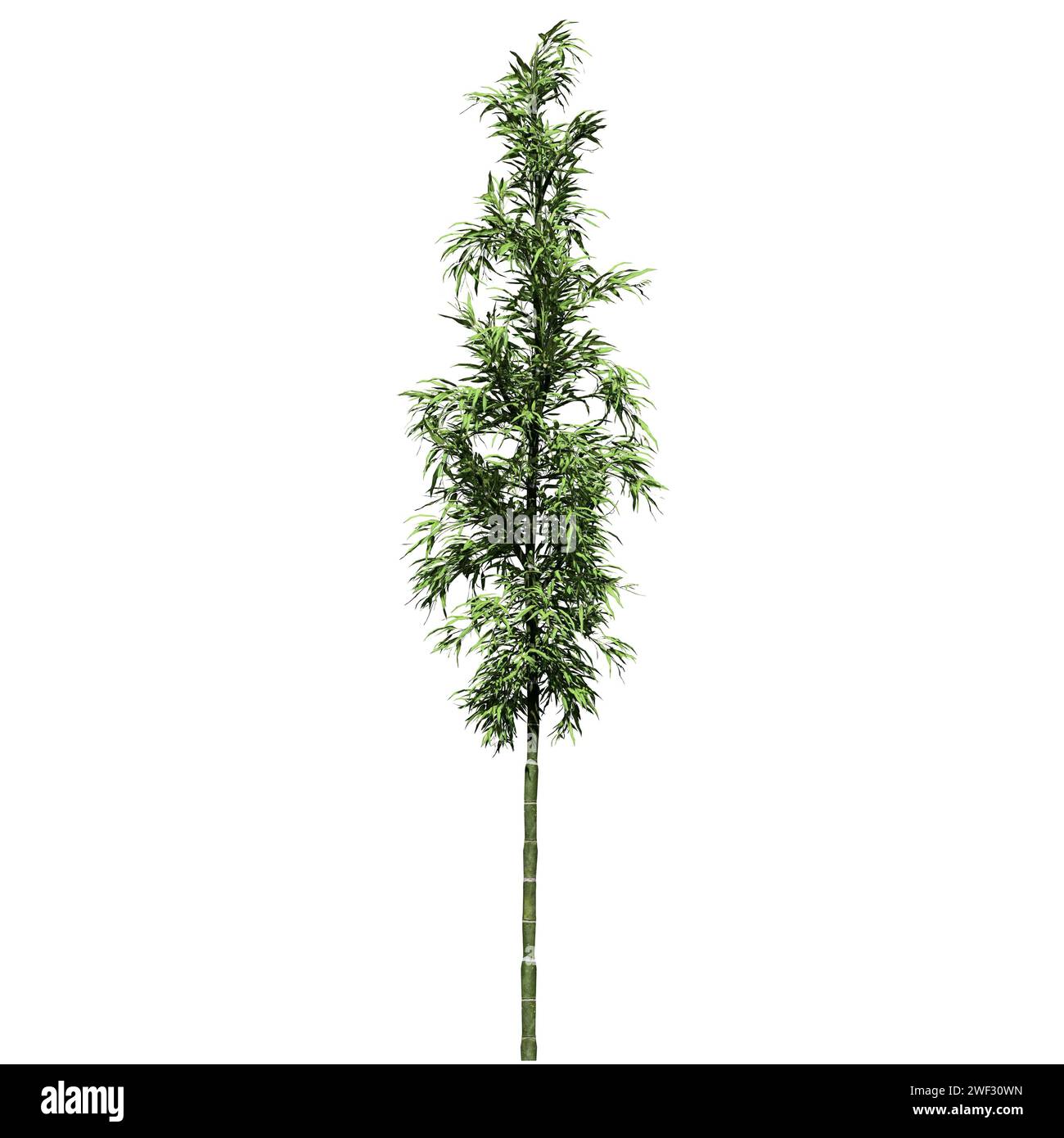 A Bamboo Tree front view isolated on white background Stock Photo - Alamy