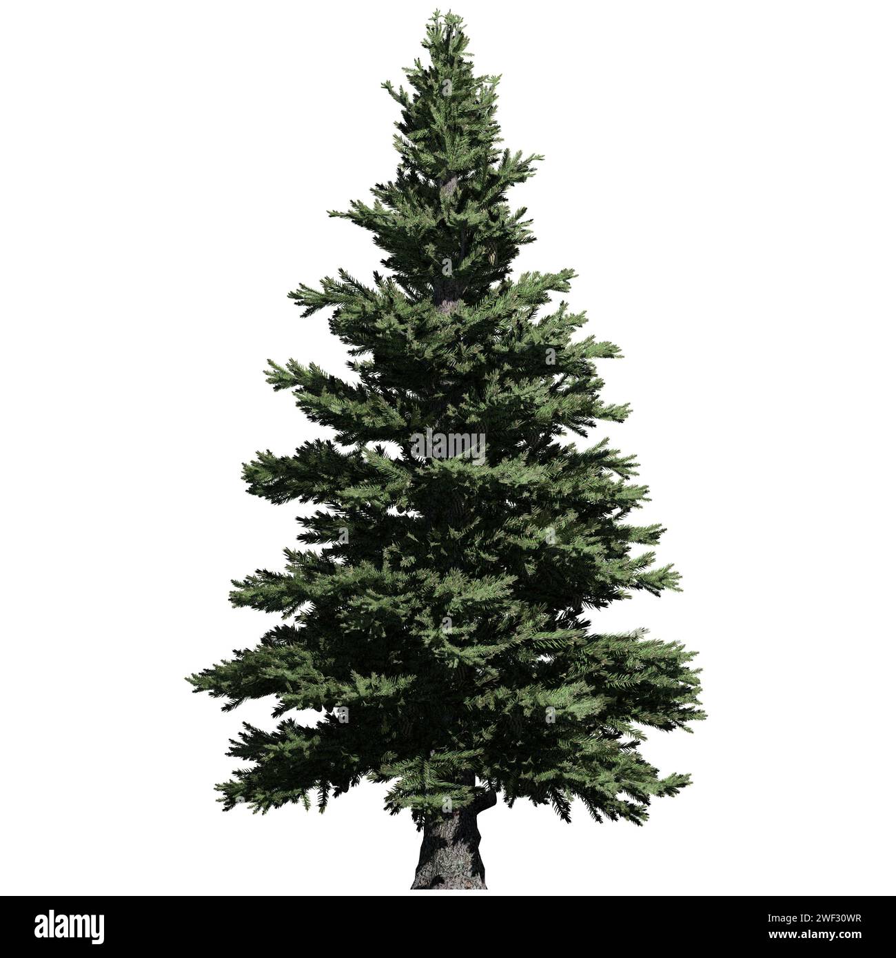 A Norway Spruce Tree front view isolated on white background Stock ...