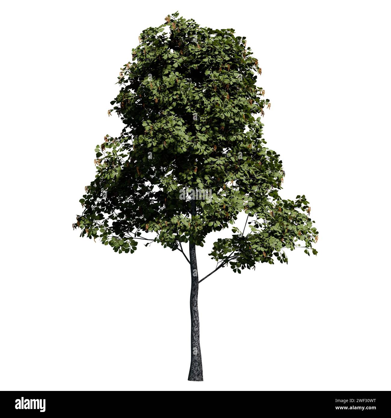 A Black Alder tree front view isolated on white background Stock Photo ...