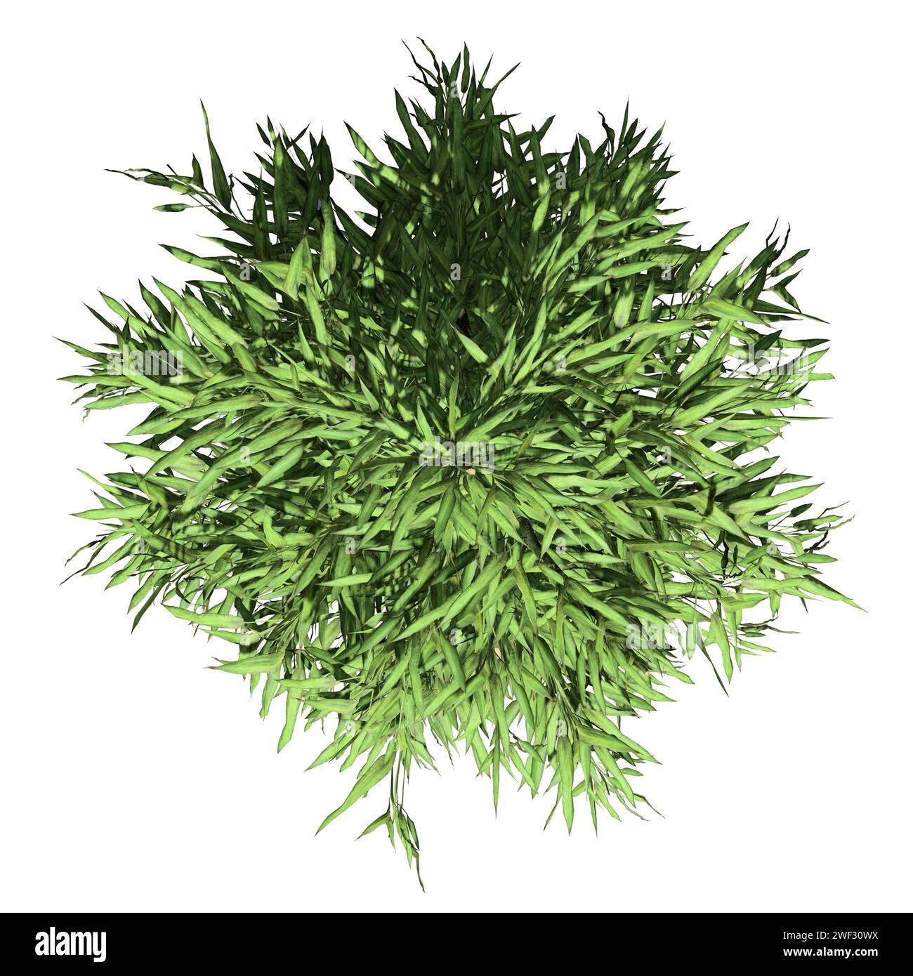 A Bamboo Tree top view isolated on white background Stock Photo - Alamy