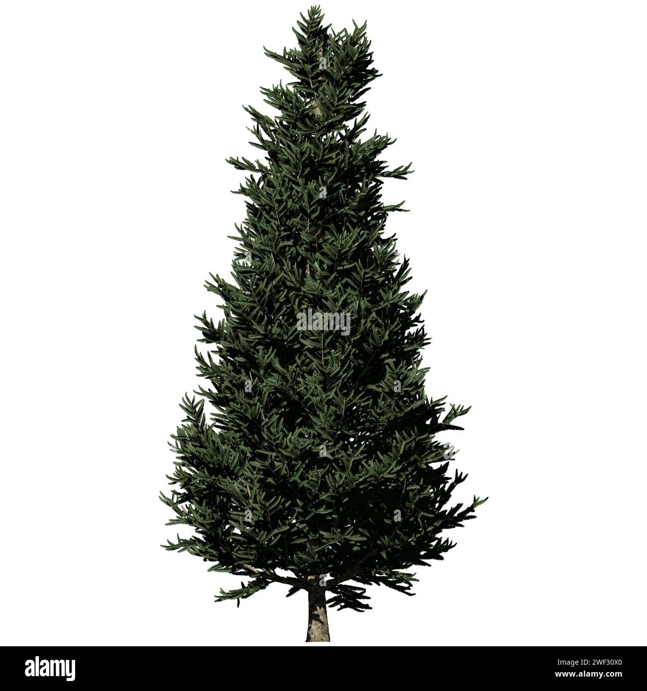 Fraser fir tree hi-res stock photography and images - Alamy