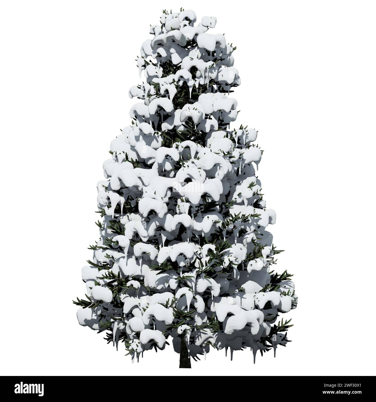 A Fraser Fir snow covered Tree front view isolated on white background ...