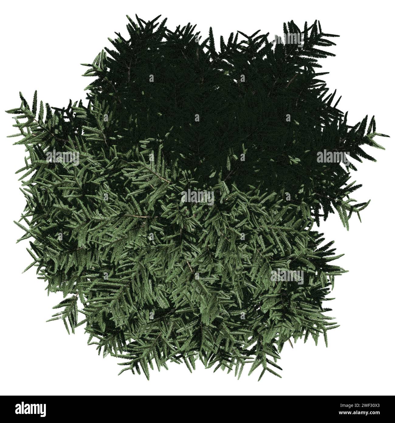 A Fraser Fir Tree top view isolated on white background Stock Photo - Alamy