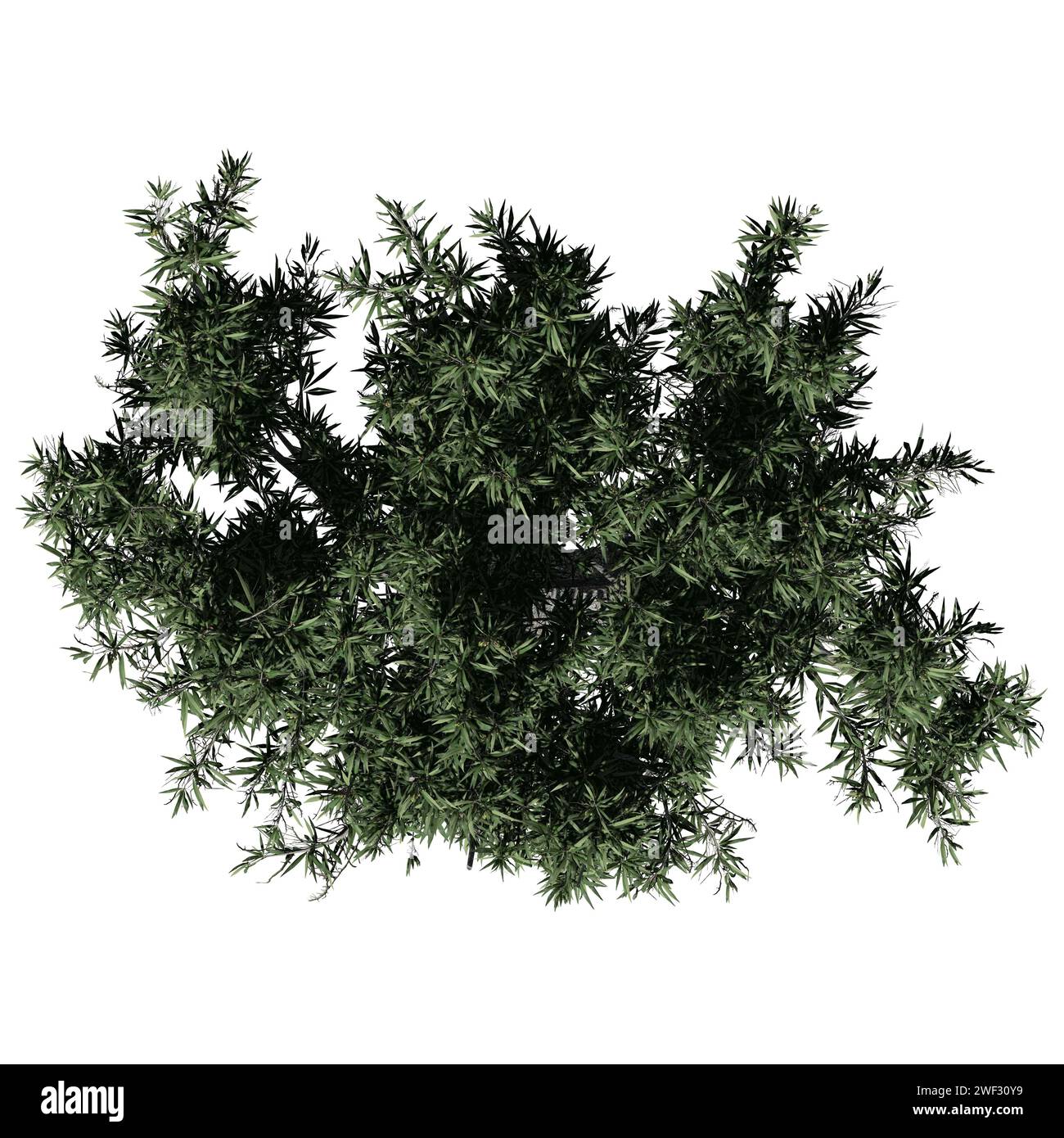 An African Olive Tree Top view isolated on white bacground Stock Photo ...