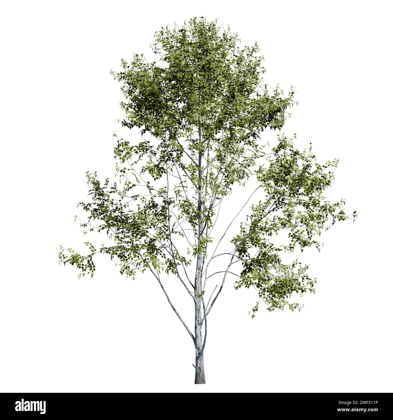 A Paper Birch Tree font view isolated on white background Stock Photo ...