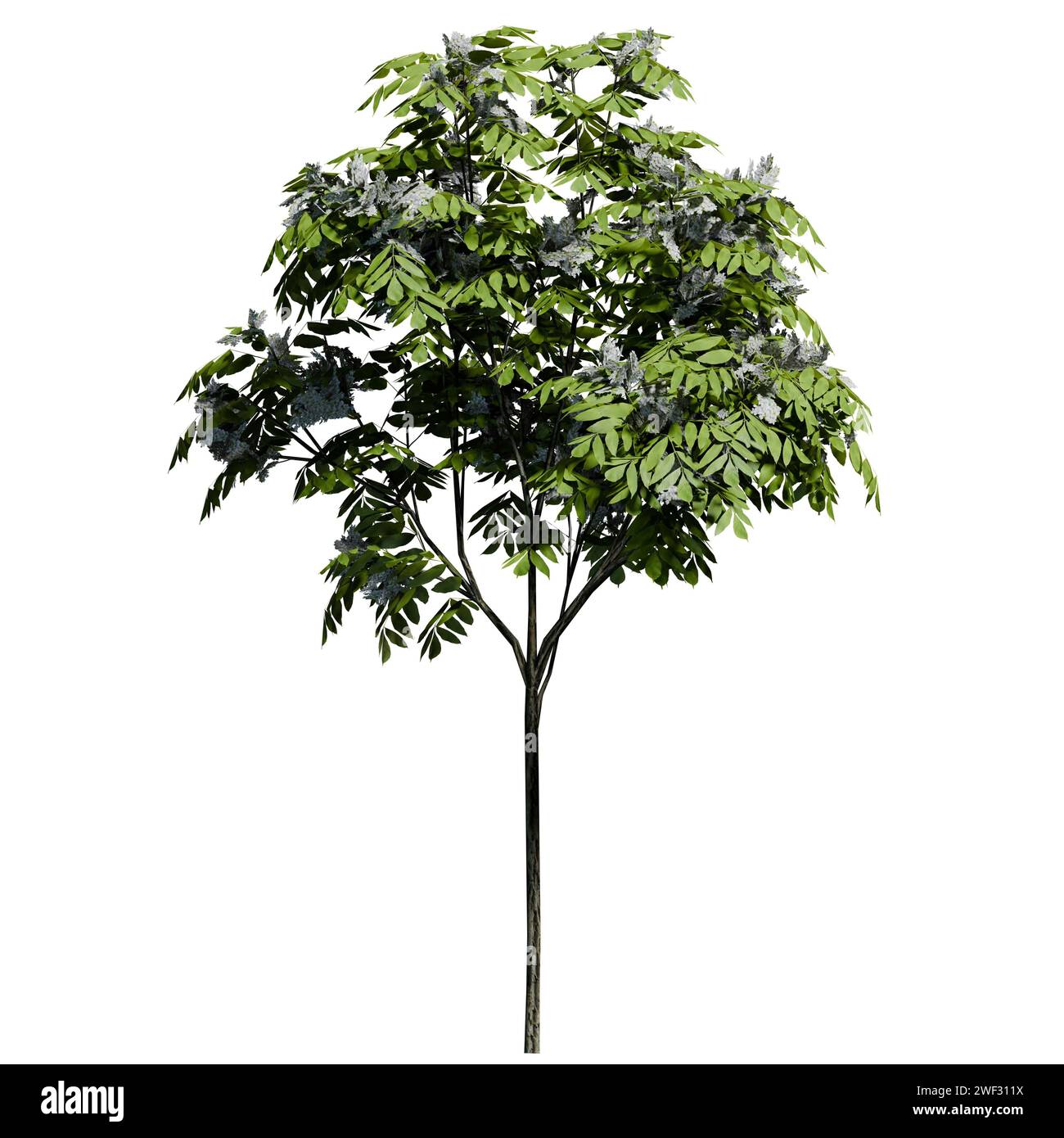 A European ash plant front view isolated on white background Stock ...