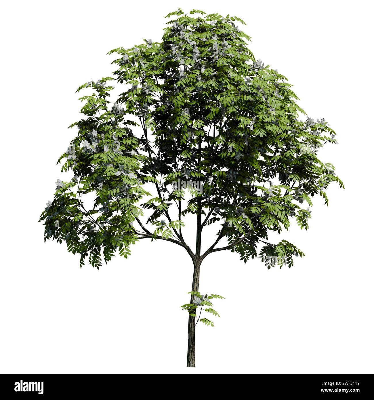 A European ash plant front view isolated on white background Stock ...