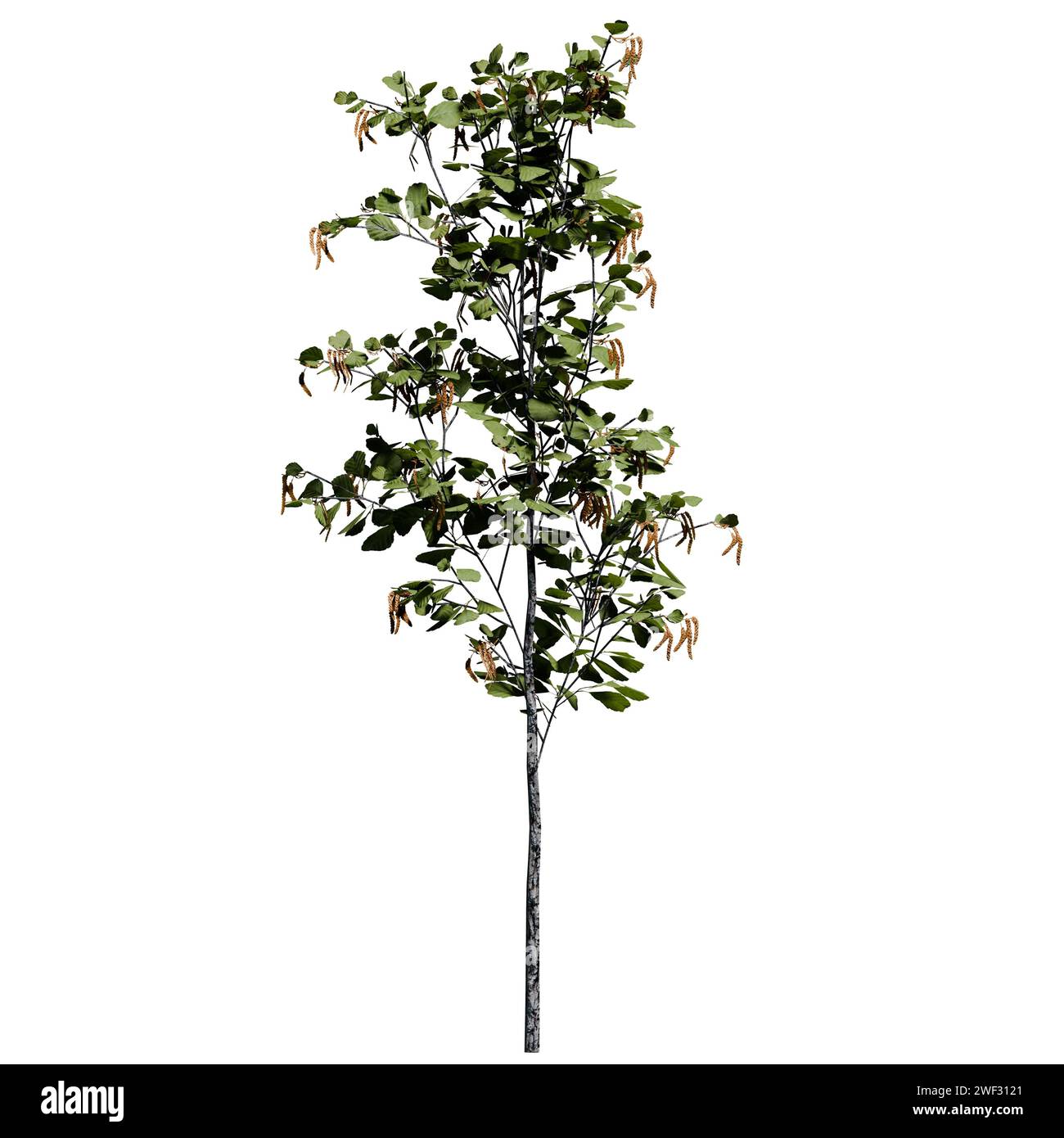 A Black Alder tree front view isolated on white background Stock Photo ...