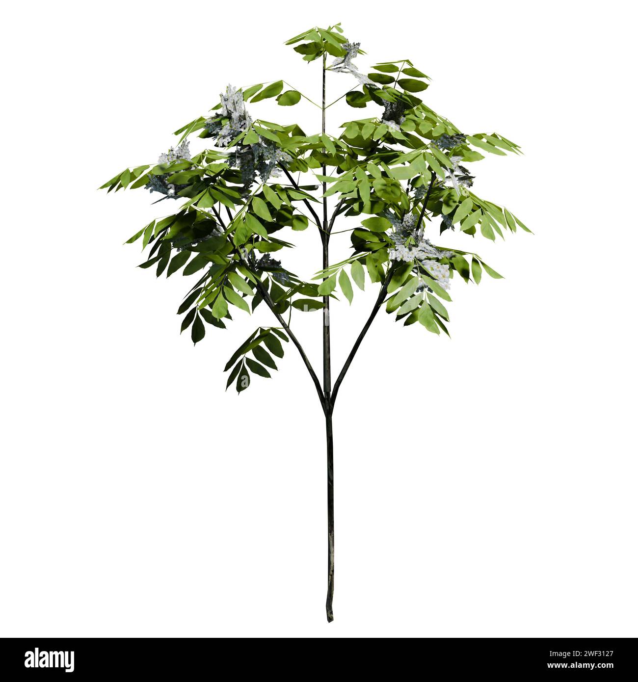 A European ash plant front view isolated on white background Stock ...