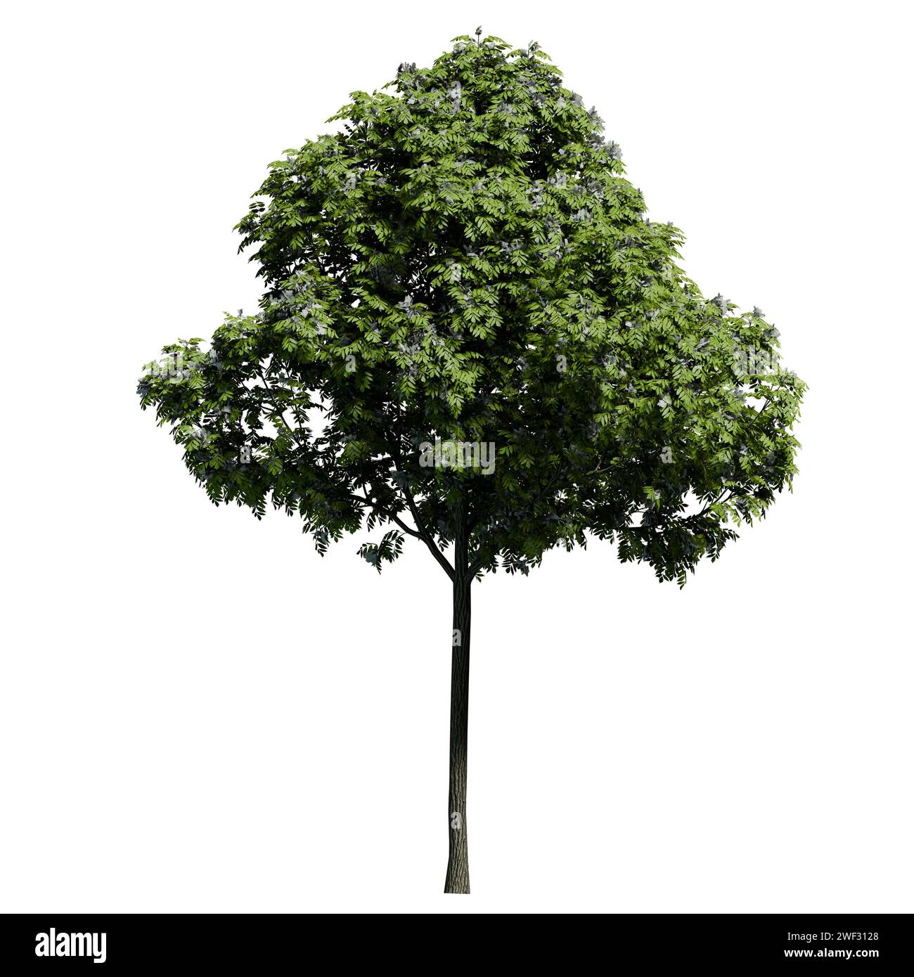 A European ash plant front view isolated on white background Stock ...