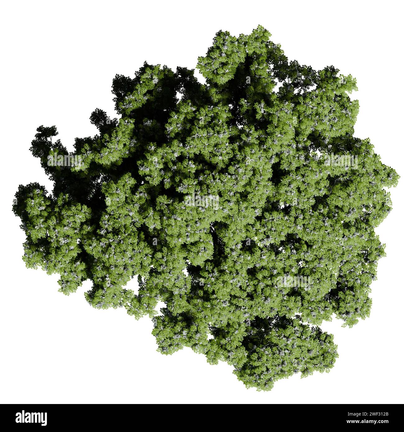 A European Ash tree top view isolated on white background Stock Photo ...