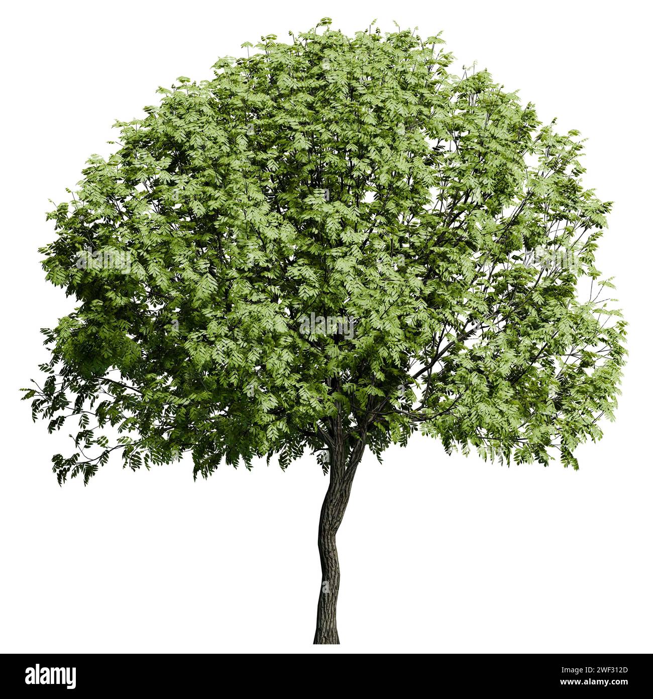 A European Ash tree front view isolated on white background Stock Photo ...