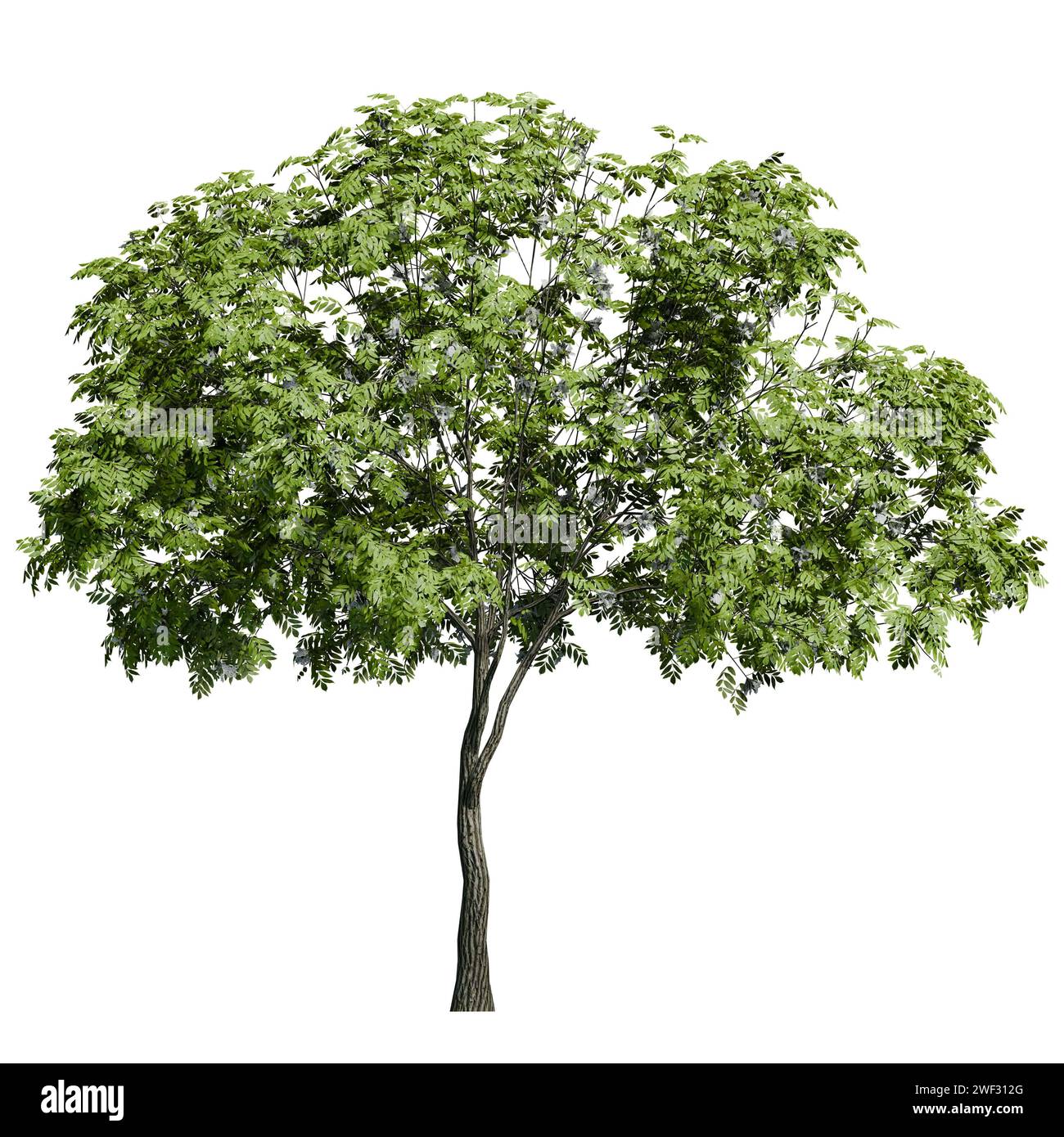 A European ash plant front view isolated on white background Stock ...