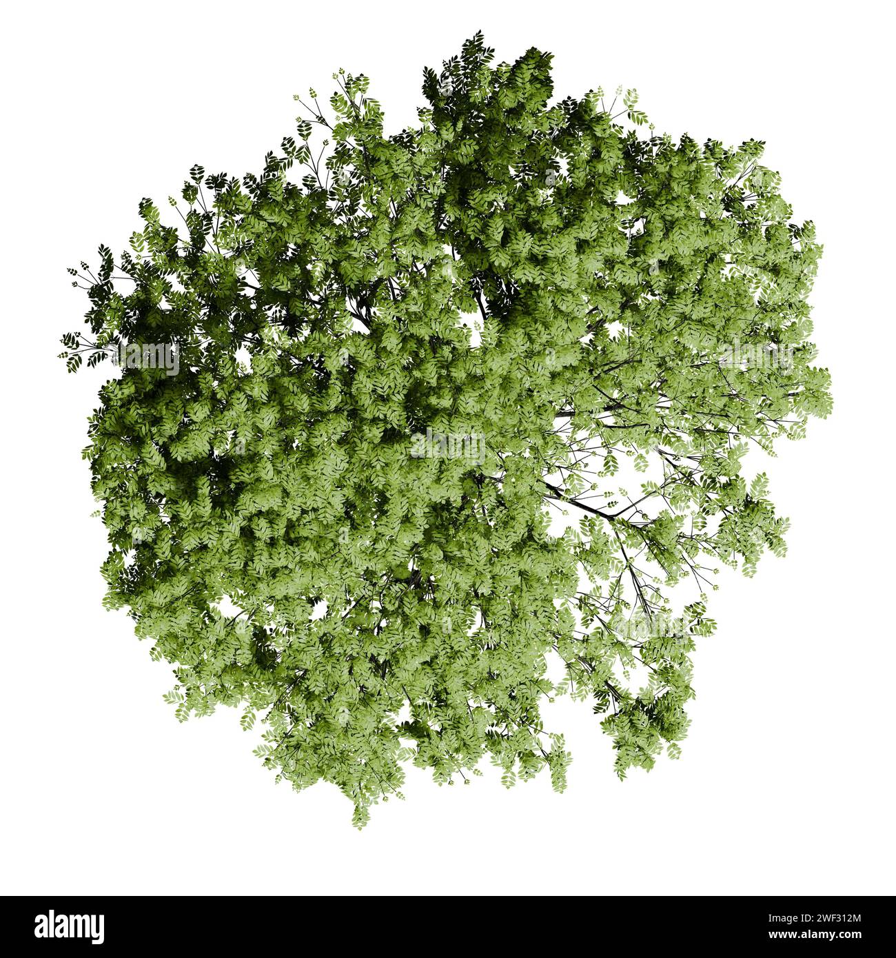 A European Ash tree top view isolated on white background Stock Photo ...