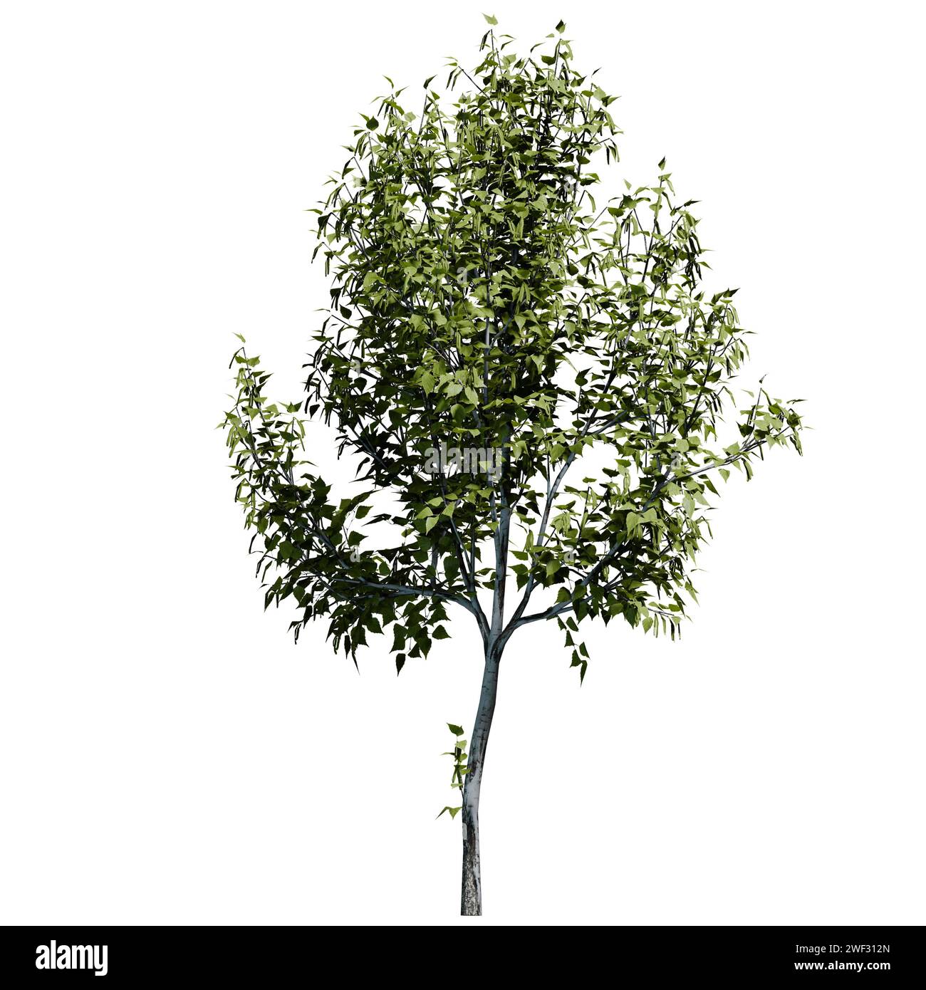 A Paper Birch Tree font view isolated on white background Stock Photo ...