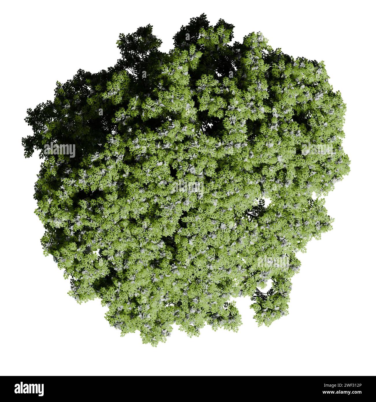 A European Ash tree top view isolated on white background Stock Photo ...