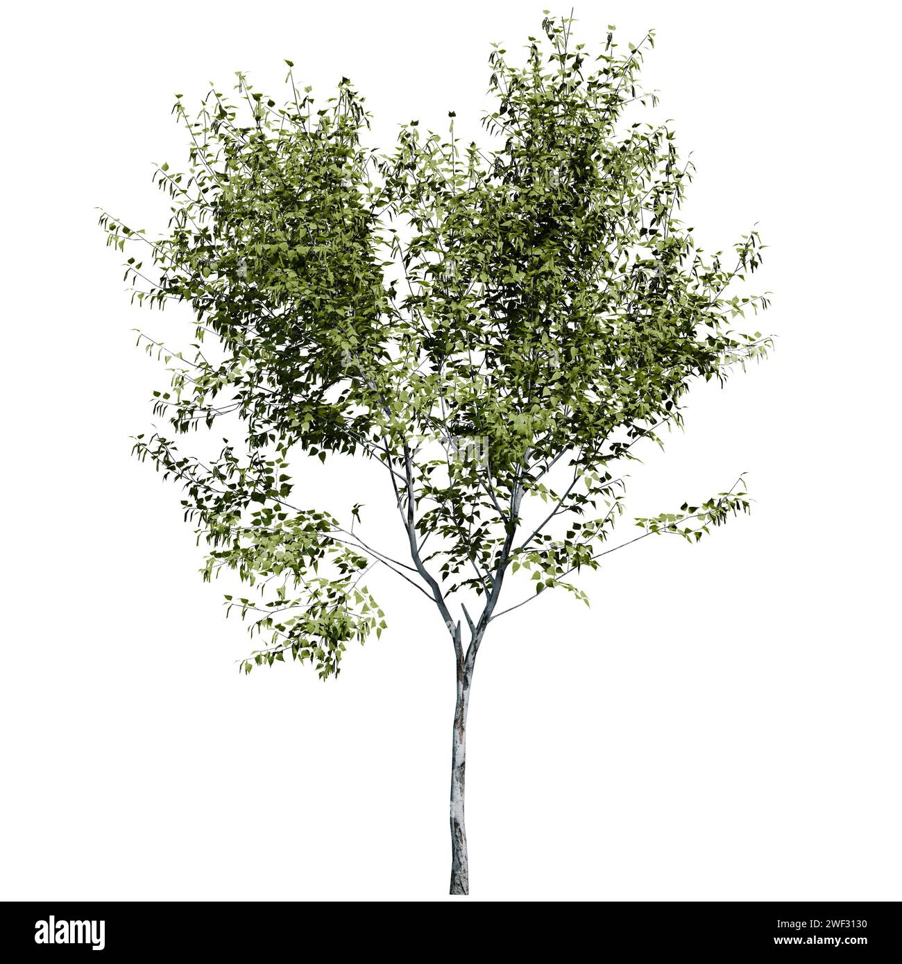 A Paper Birch Tree font view isolated on white background Stock Photo ...