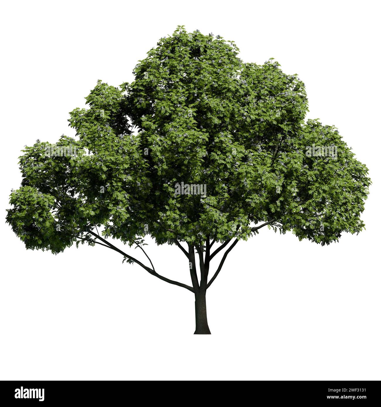 A European Ash tree front view isolated on white background Stock Photo ...