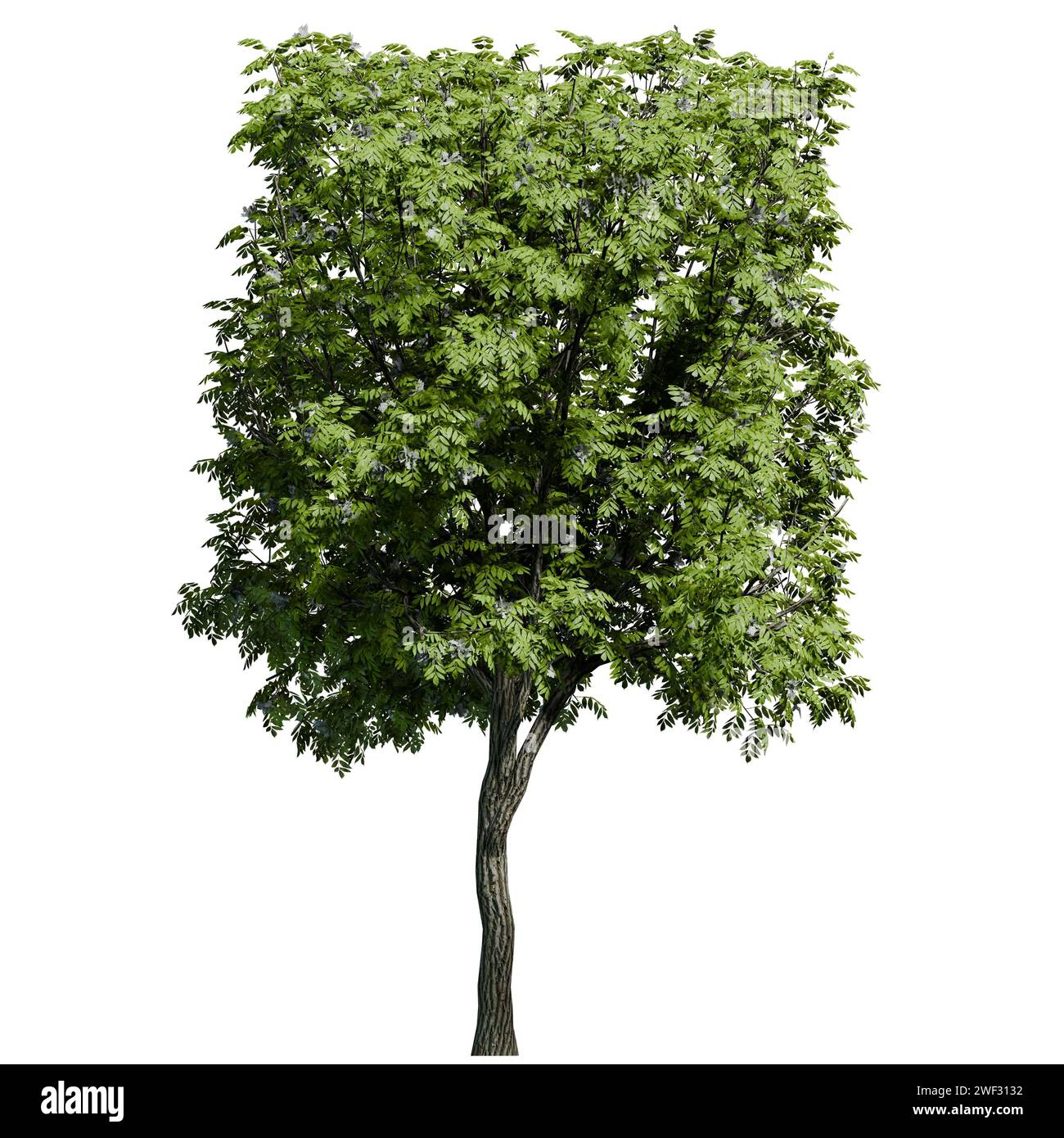 A European ash plant front view isolated on white background Stock ...