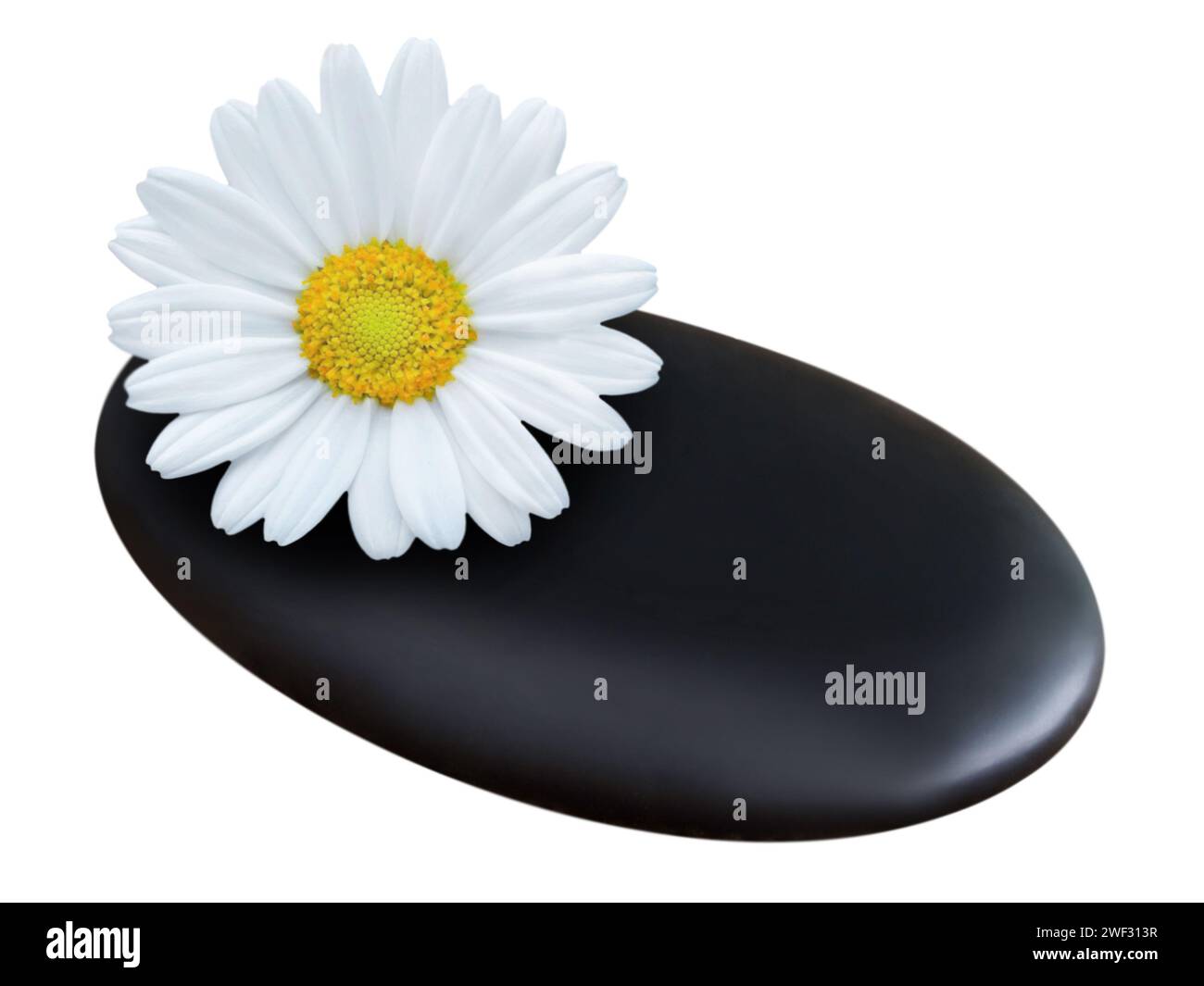 Healing massage stone and daisy isolated on white background Stock ...