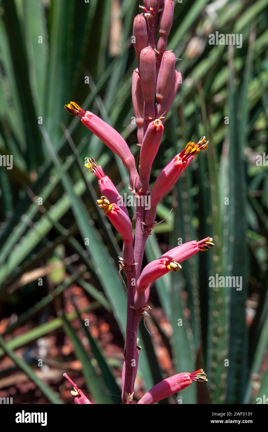 Agave polianthiflora hi-res stock photography and images - Alamy