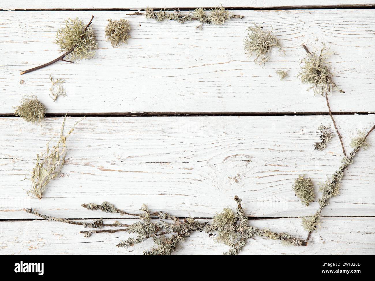 White rough wood board background with frame made with lichen. Flat lay ...