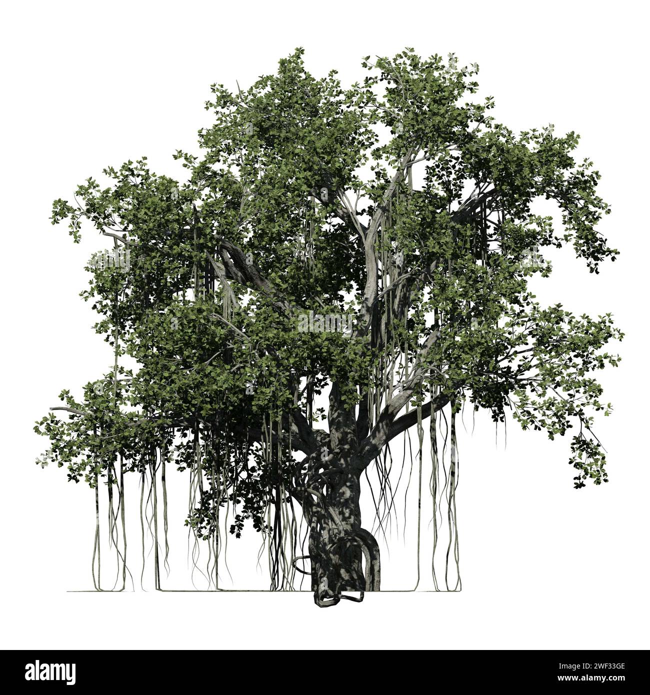 Banyan tree roots Cut Out Stock Images & Pictures - Alamy