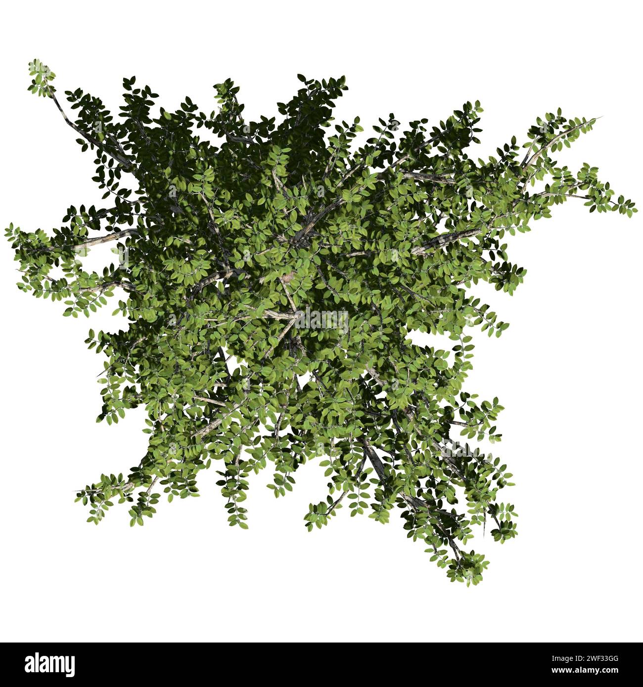 An Agarwood Tree top view isolated on white background Stock Photo - Alamy