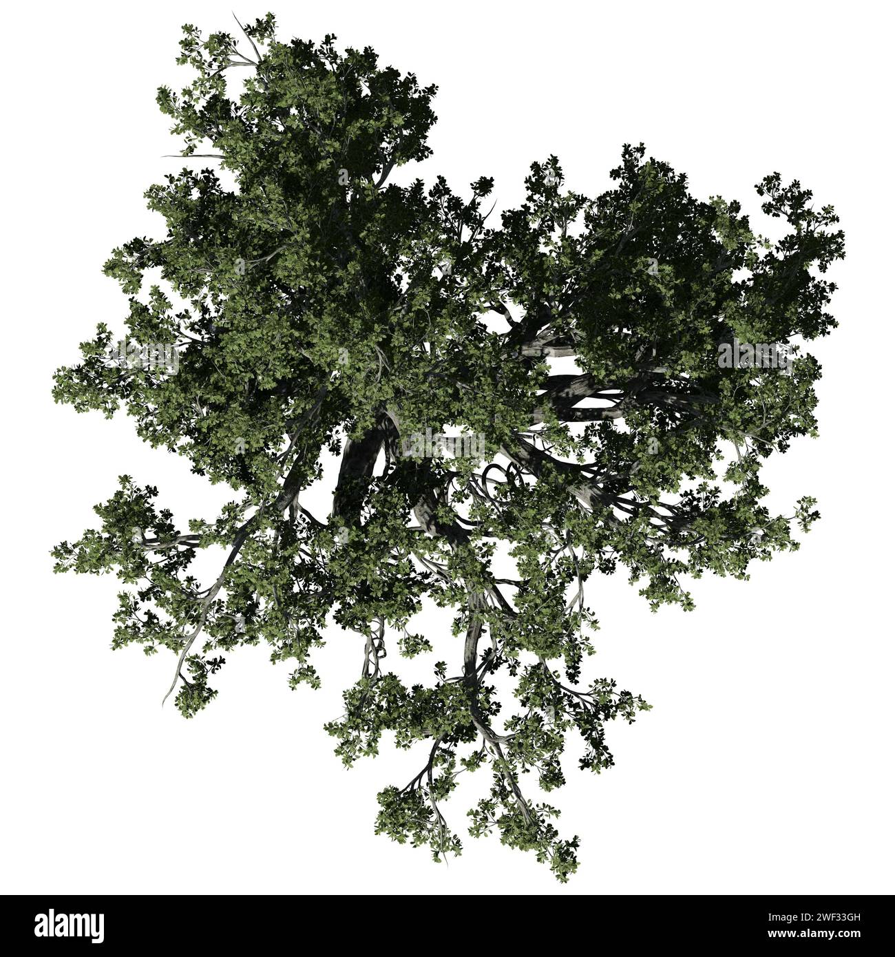 A Banyan Tree top view isolated on white background Stock Photo - Alamy