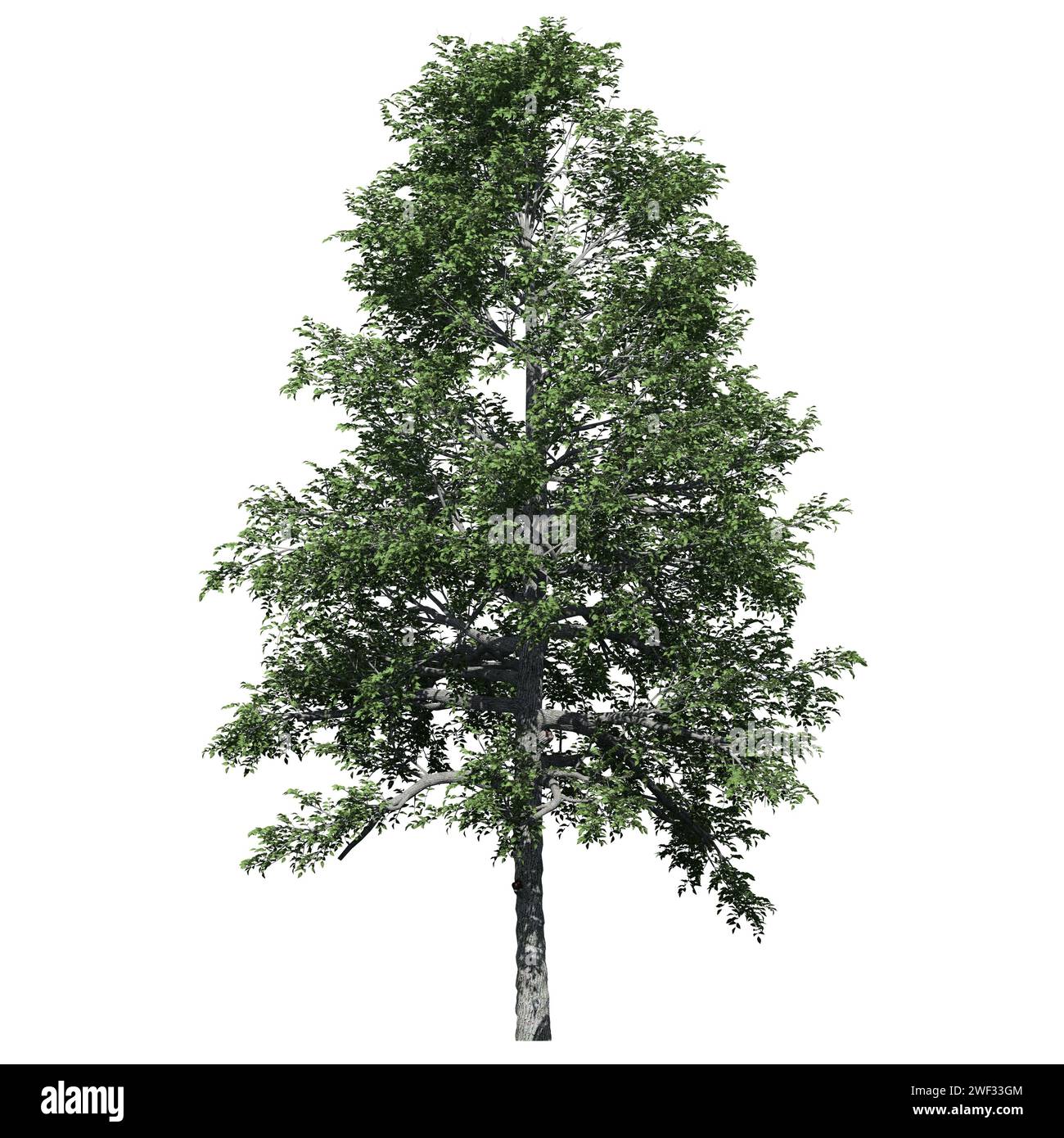 A Black Gum Tree front view isolated on white background Stock Photo ...