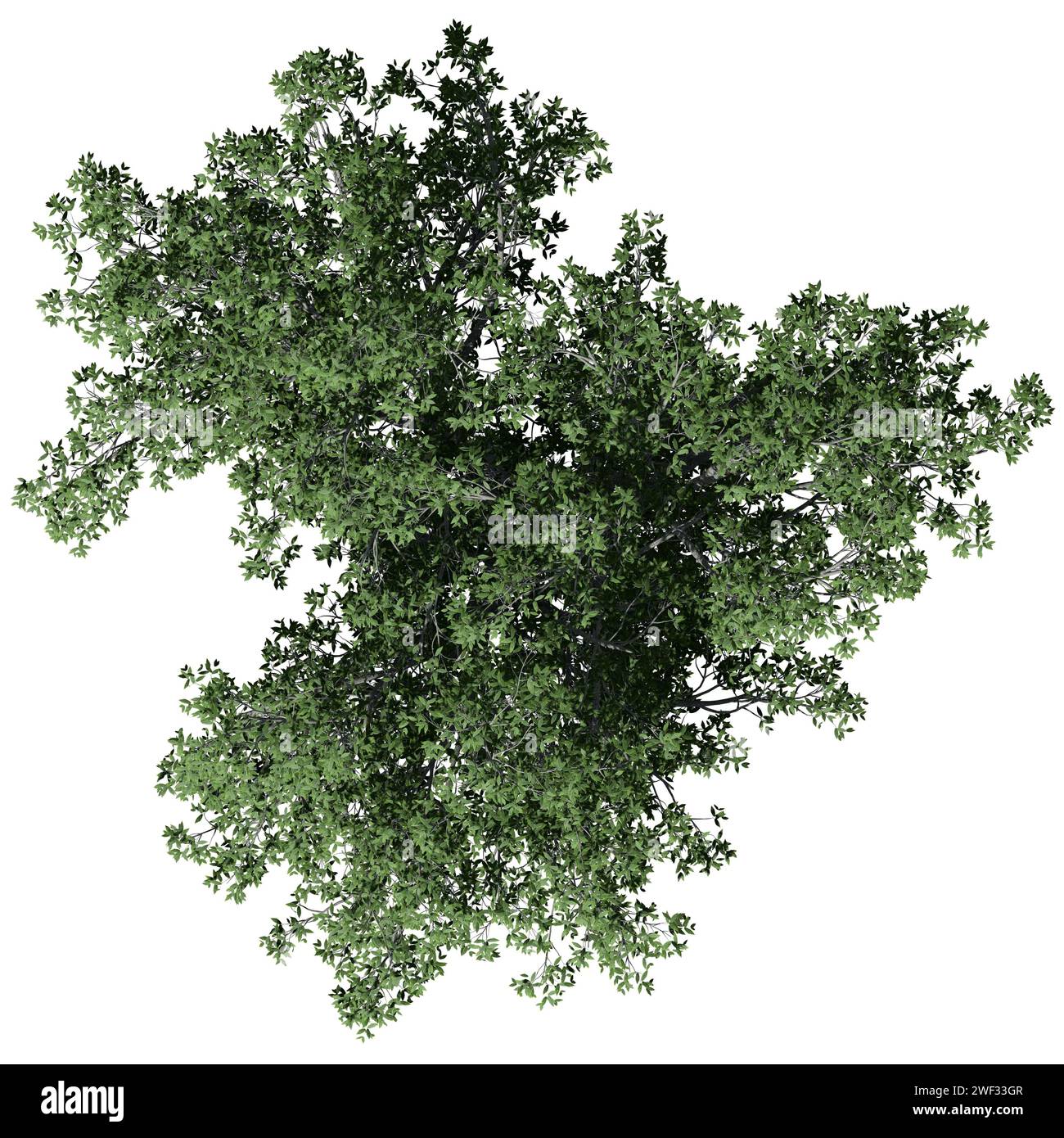 An American Elm top view isolated on white background Stock Photo - Alamy