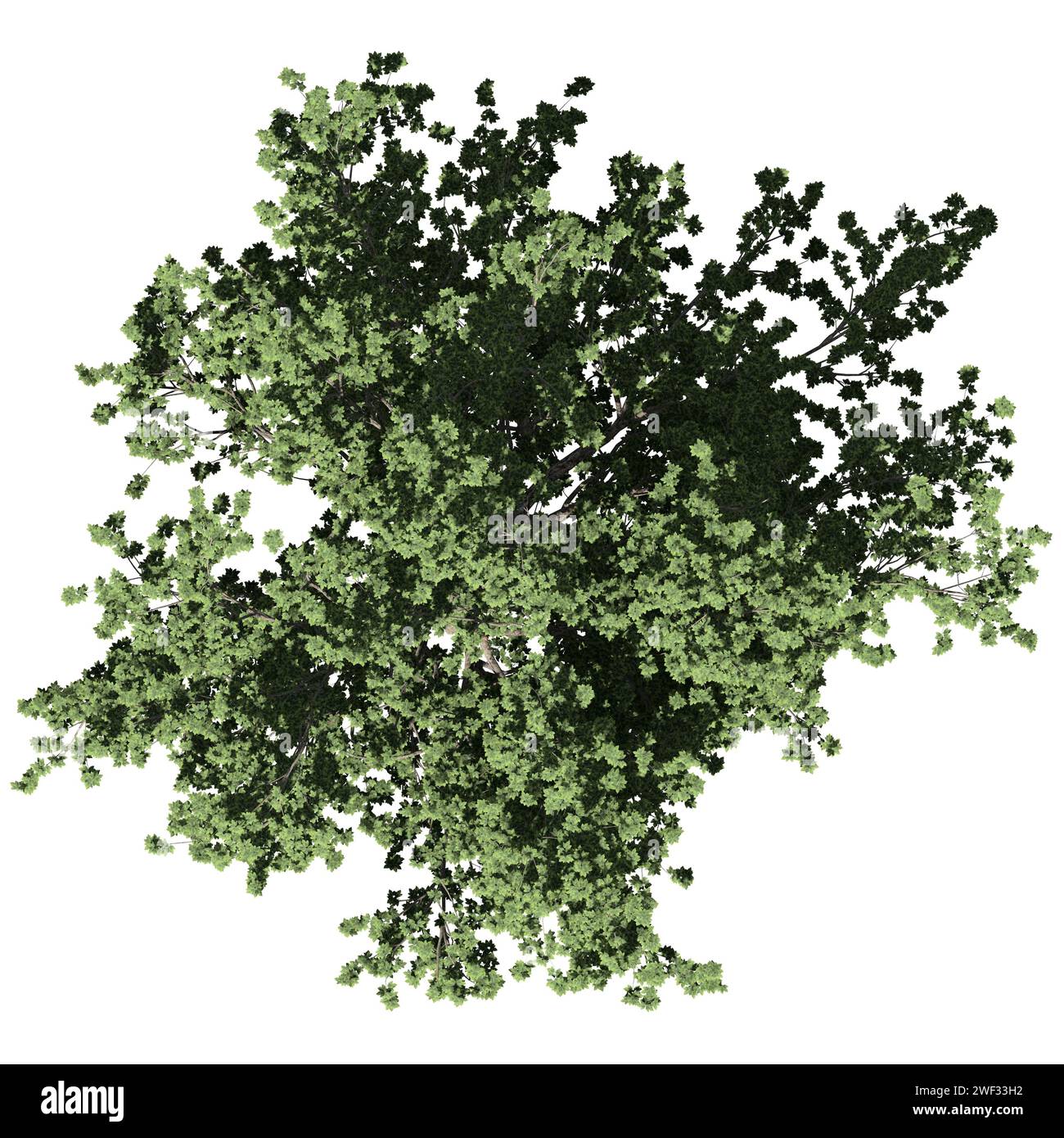 An American Sycamore Tree top view isolated on white background Stock ...