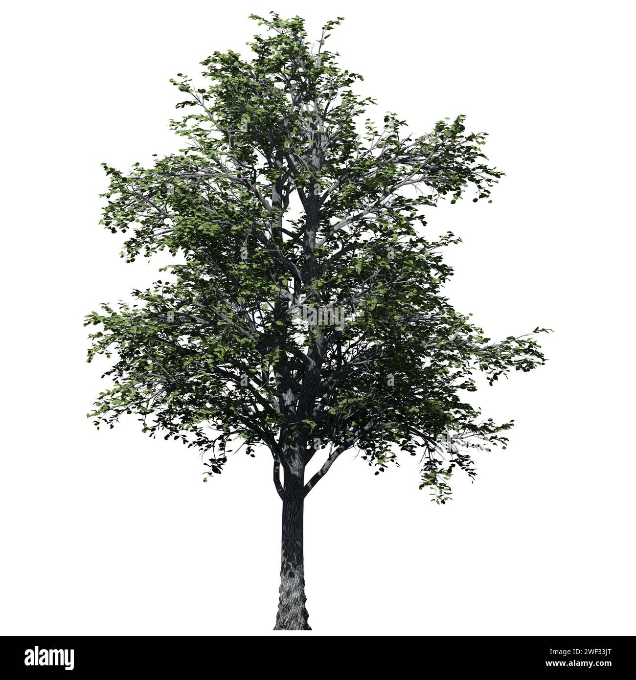 A European Linden Tree front view isolated on white background Stock ...