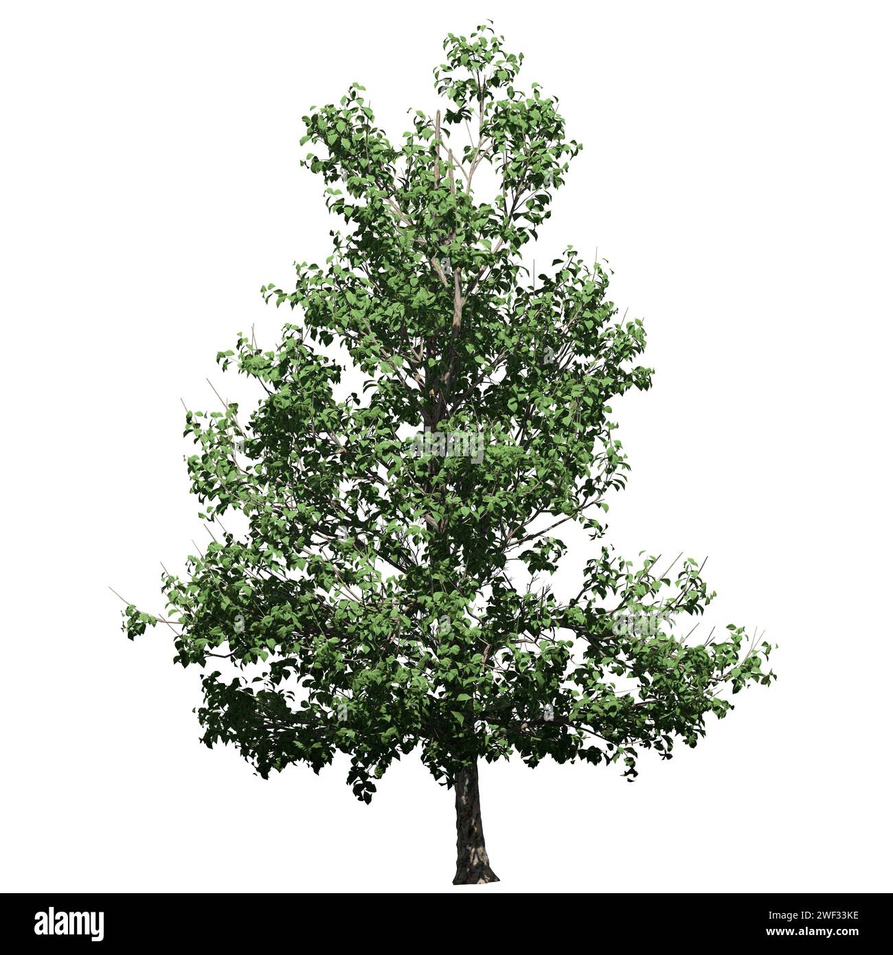 A Korean Stewartia Tree front view isolated on white background Stock ...