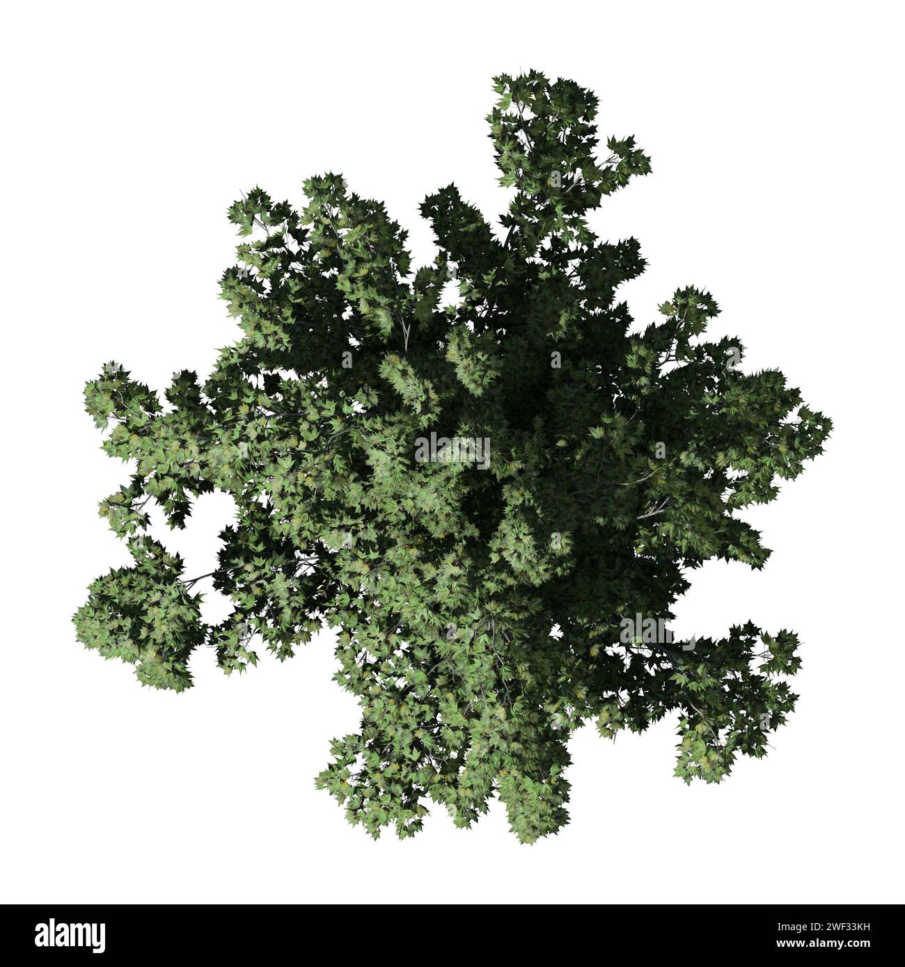 A Japanese Maple Tree top view isolated on white background Stock Photo ...