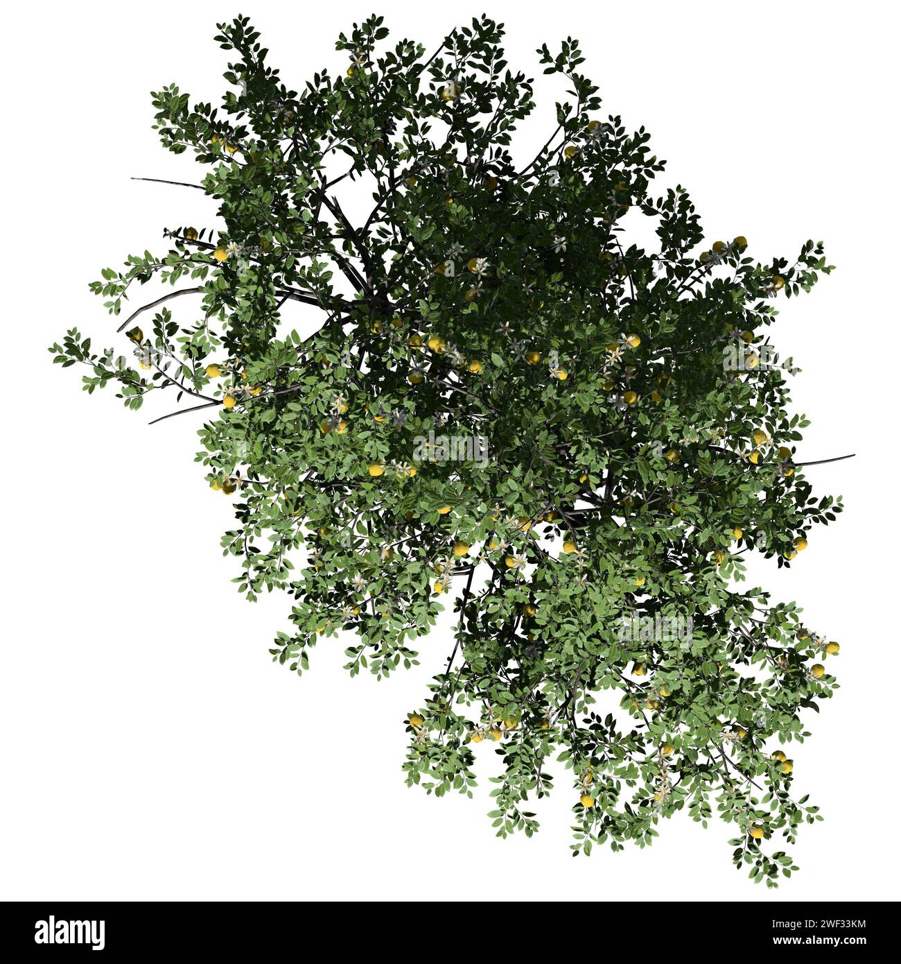 A Lemon Tree top view isolated on white background Stock Photo - Alamy
