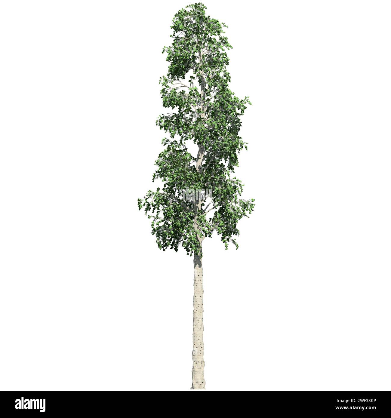 A European Aspen Tree Front view isolated on white background Stock ...