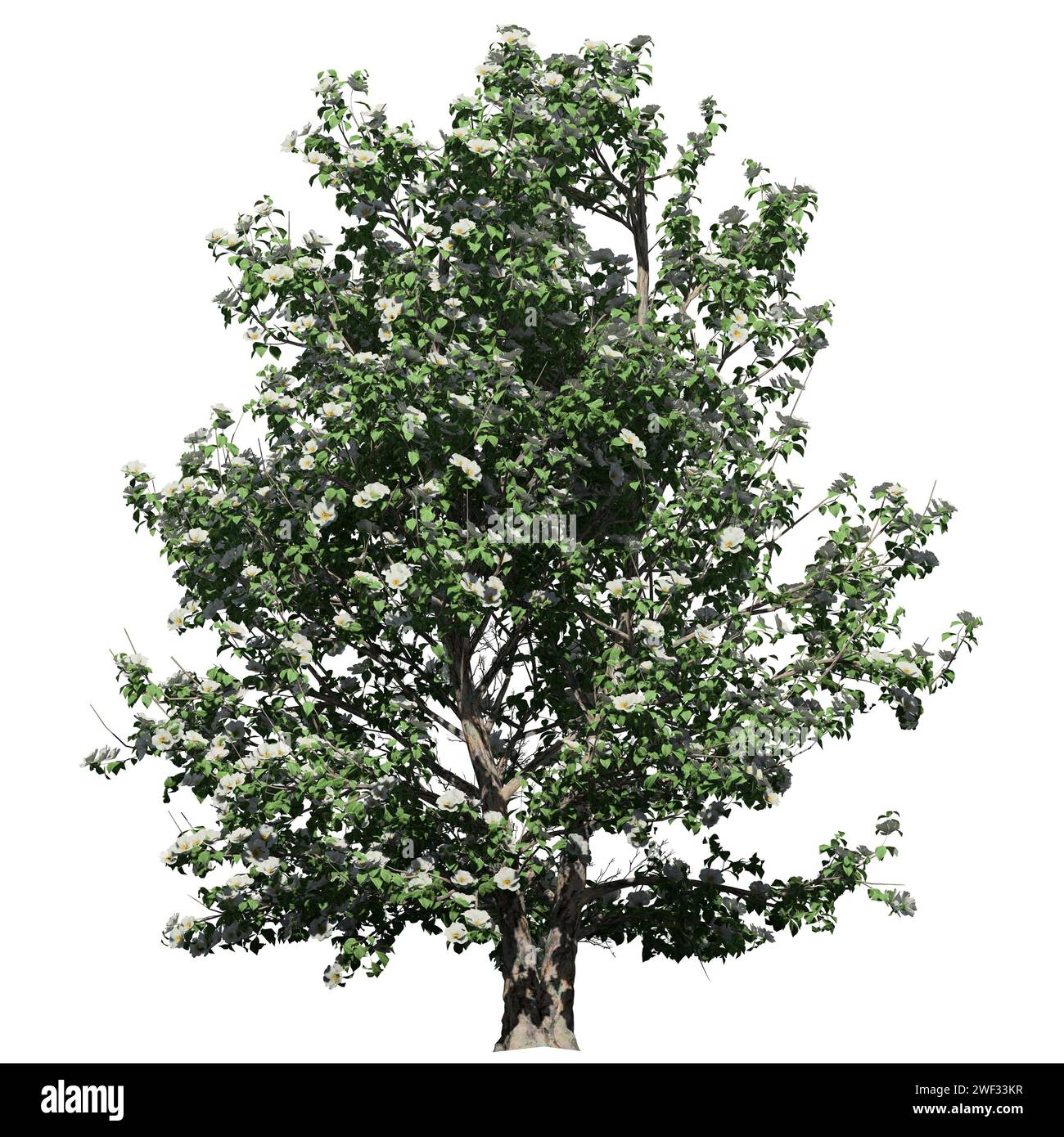 A Korean Stewartia Tree front view isolated on white background Stock ...