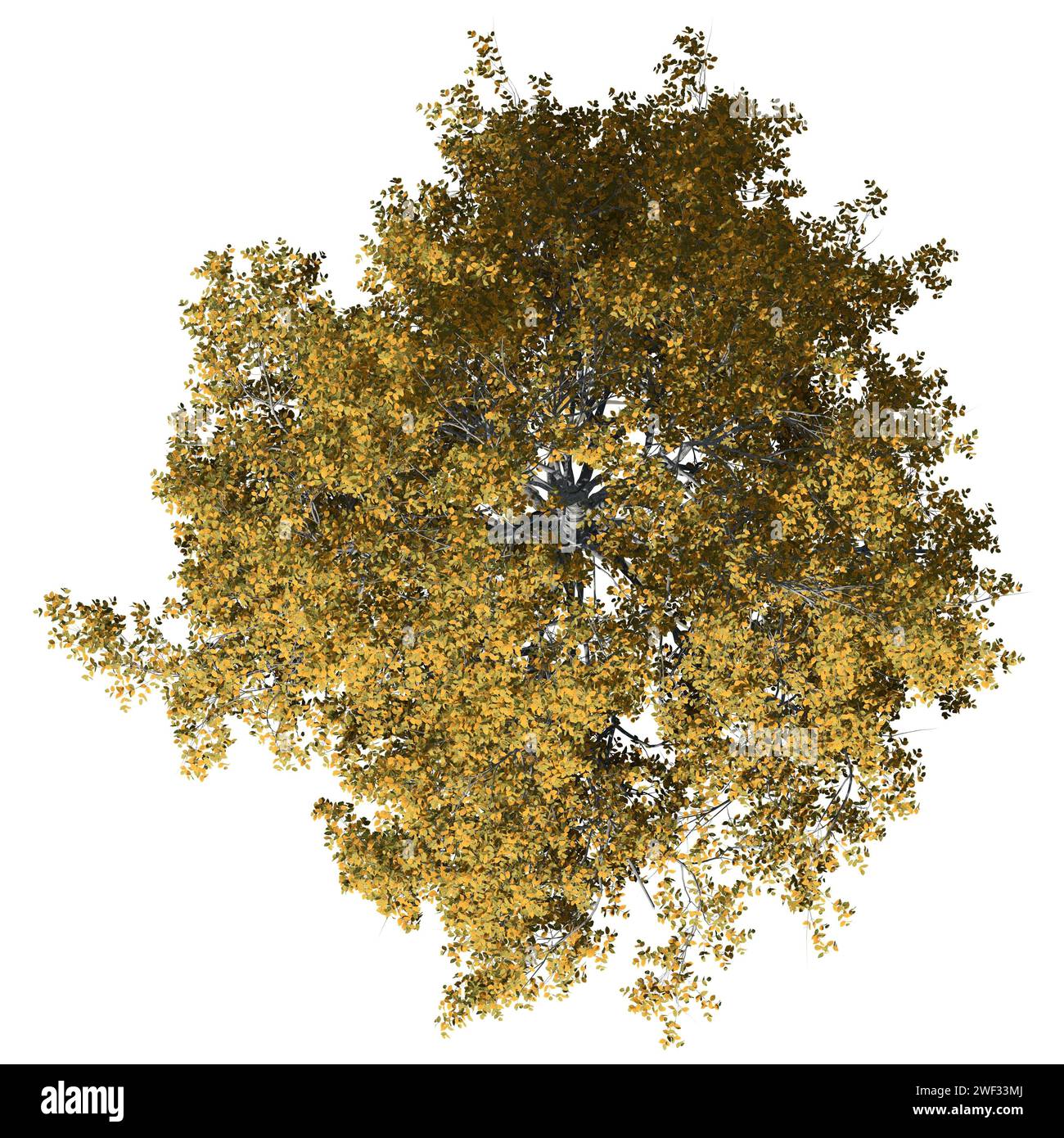 A European Beech Fall Tree Top view isolated on white background Stock ...