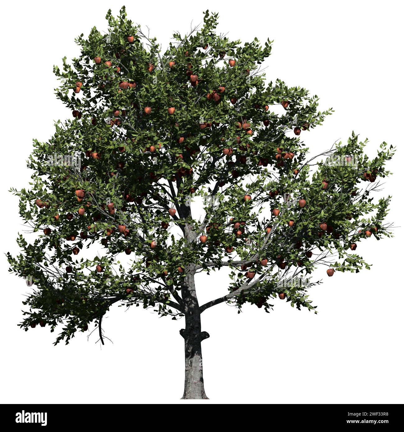 An Apple Tree front view isolated on white background Stock Photo - Alamy