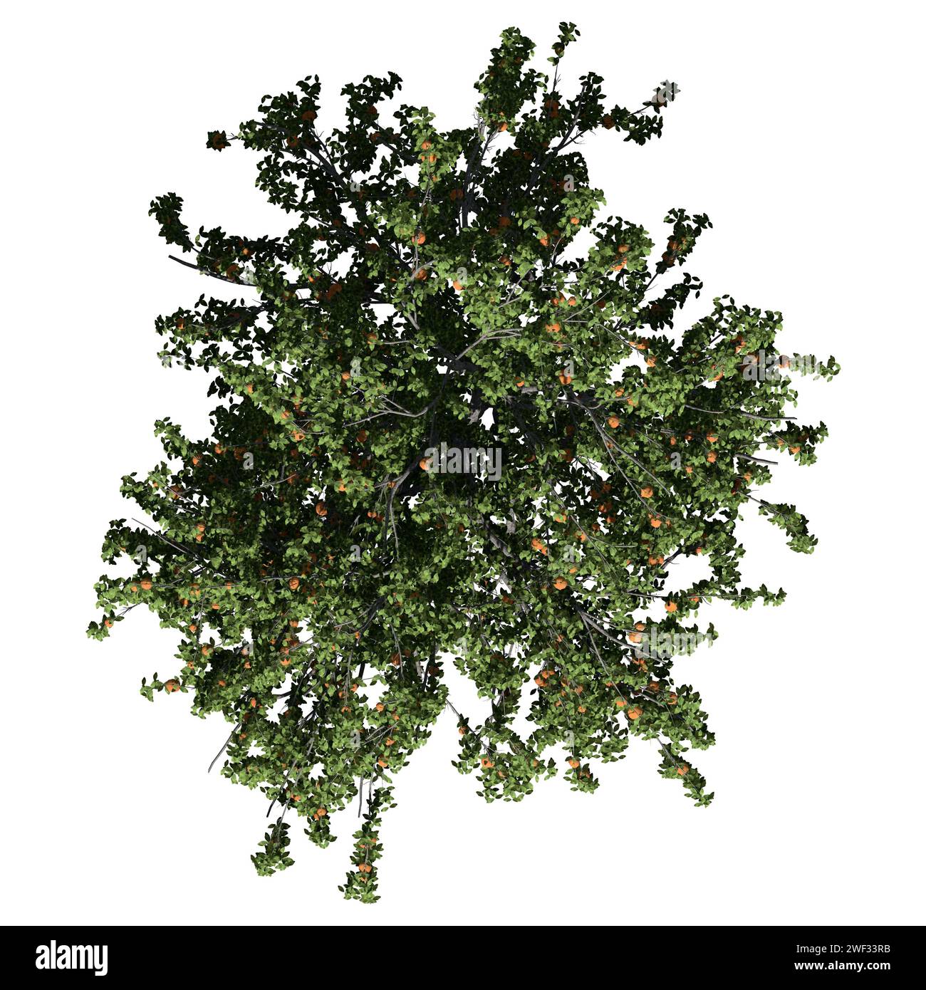 A Peach Tree top view isolated on white background Stock Photo - Alamy