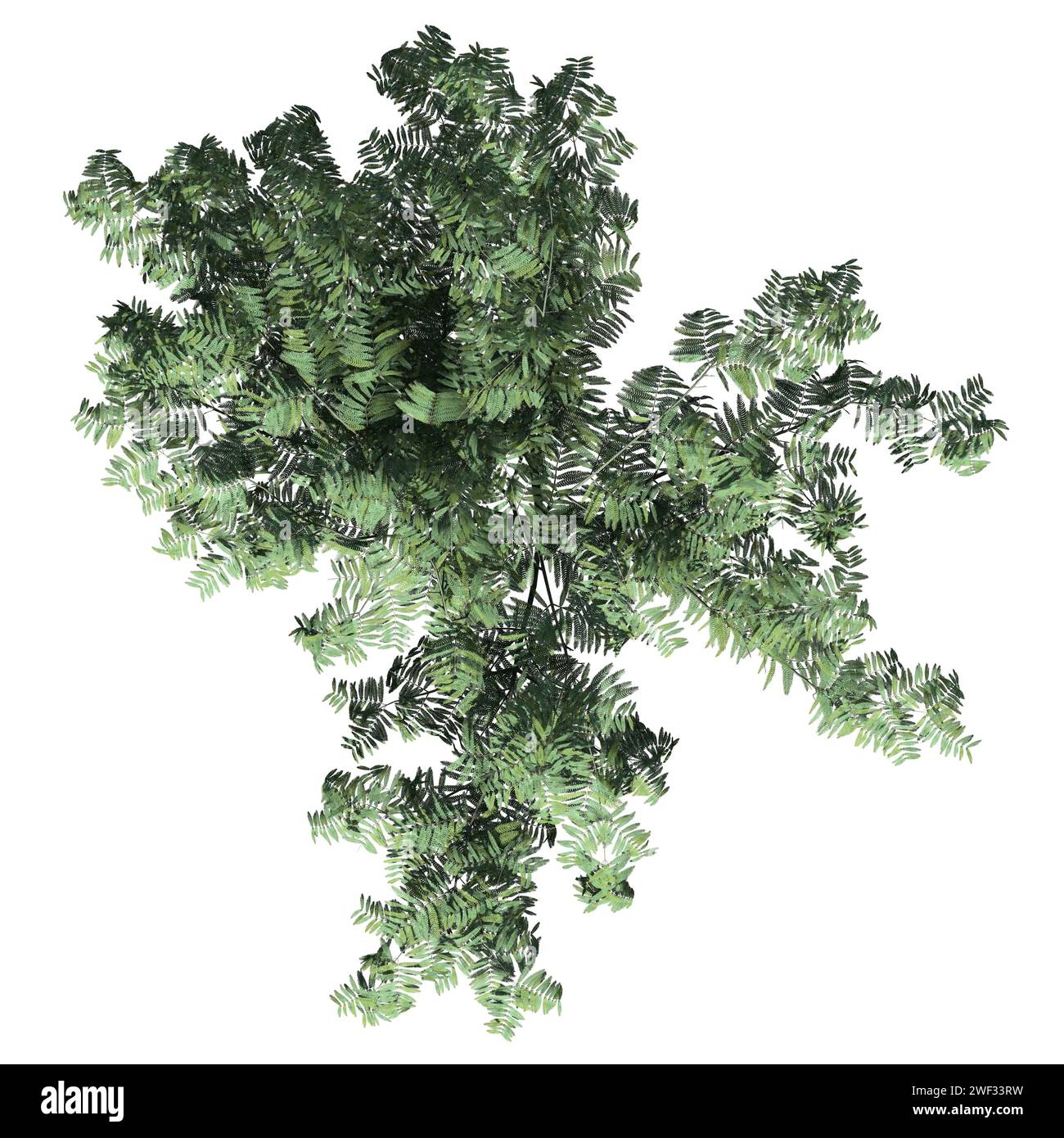 A Mimosa Tree top view isolated on white background Stock Photo - Alamy