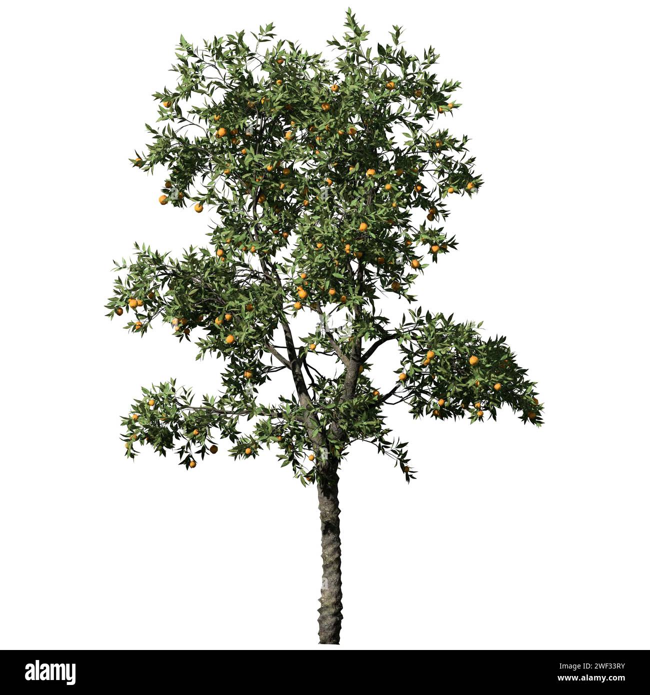 A Orange Tree front view isolated on white background Stock Photo - Alamy