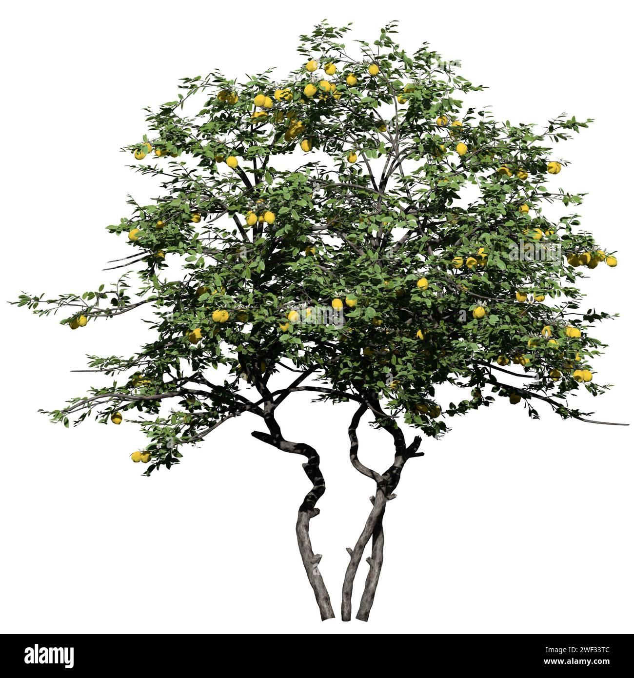 A Lemon Tree front view isolated on white background Stock Photo - Alamy